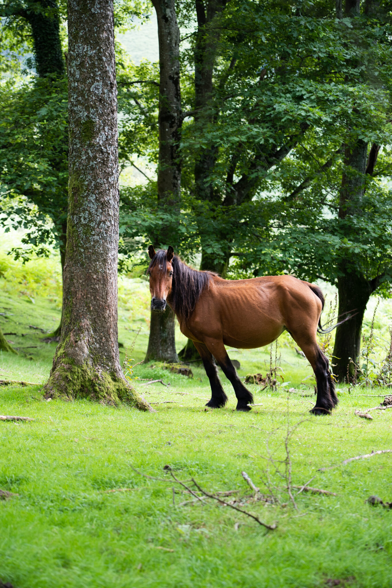 Le Pottok, une race ancestrale en péril